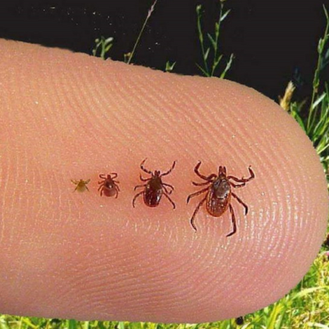 Seed tick larvae identification - vitafopt